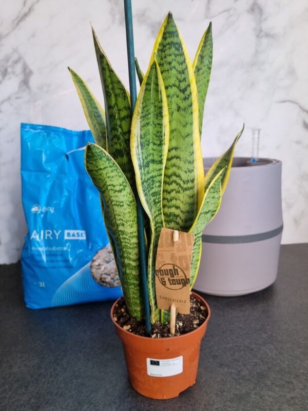 AIRY Pots - Pflanztöpfe als Luftreiniger – Sannes Block
